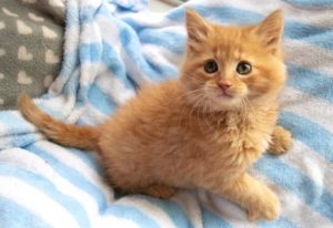 Kitten Insists on Staying with Family that Helped Him Thrive