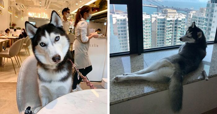 This Fabulous Husky Is Taking Over The Internet, And Here Are 30 ...