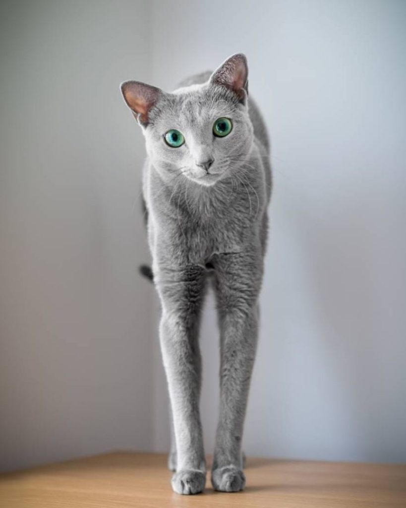 These Beautiful Russian Blue Cats Have The Most Mesmerizing Eyes