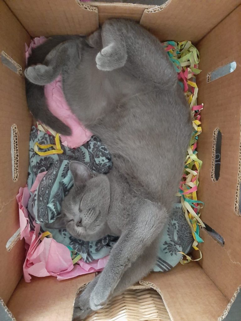 Best Cat Photos Sent To Us This Week