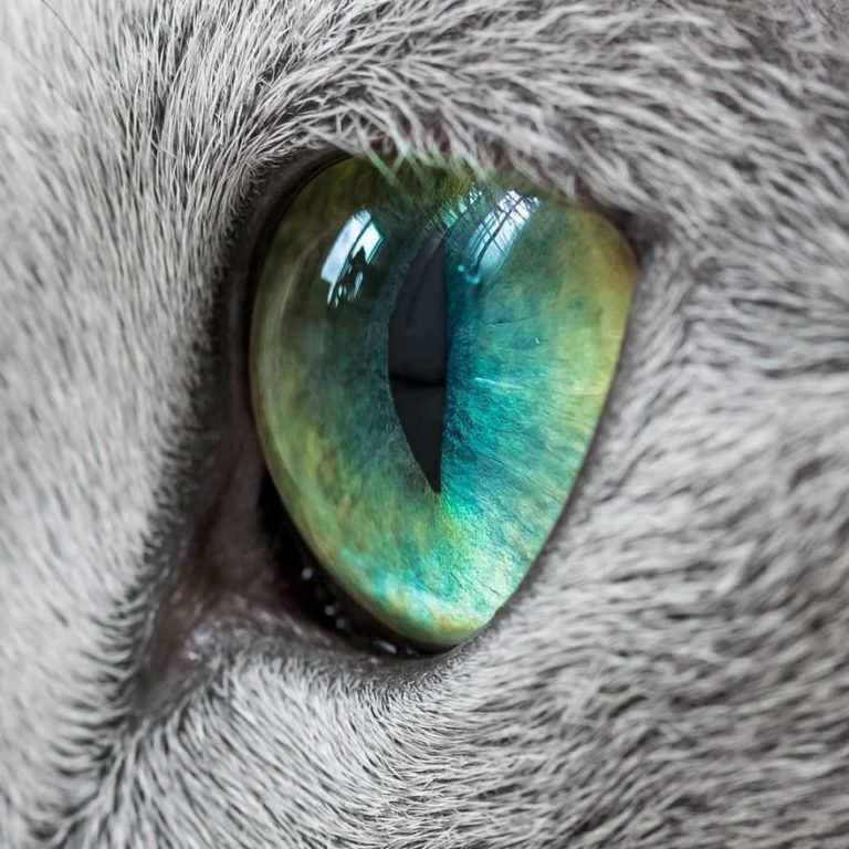 These Beautiful Russian Blue Cats Have The Most Mesmerizing Eyes