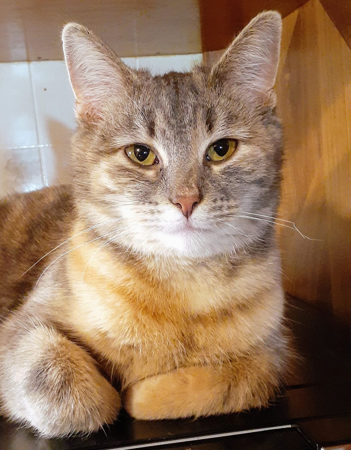 Best Cat Photos Sent To Us This Week