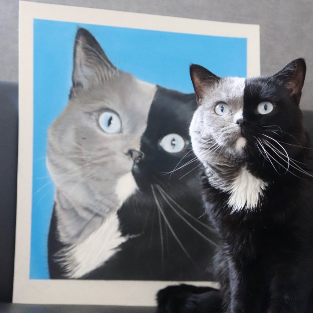 Cat With A Bicolor Face Is The Father Of Two Kittens Who Shared Their ...