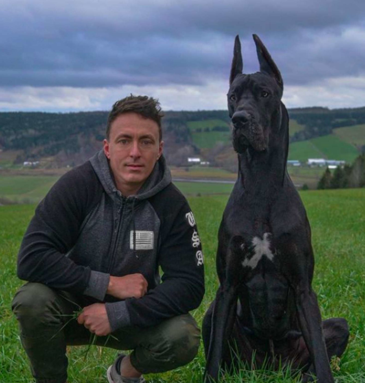 Stunning Great Dane Looks Like A Canine Version Of Batman