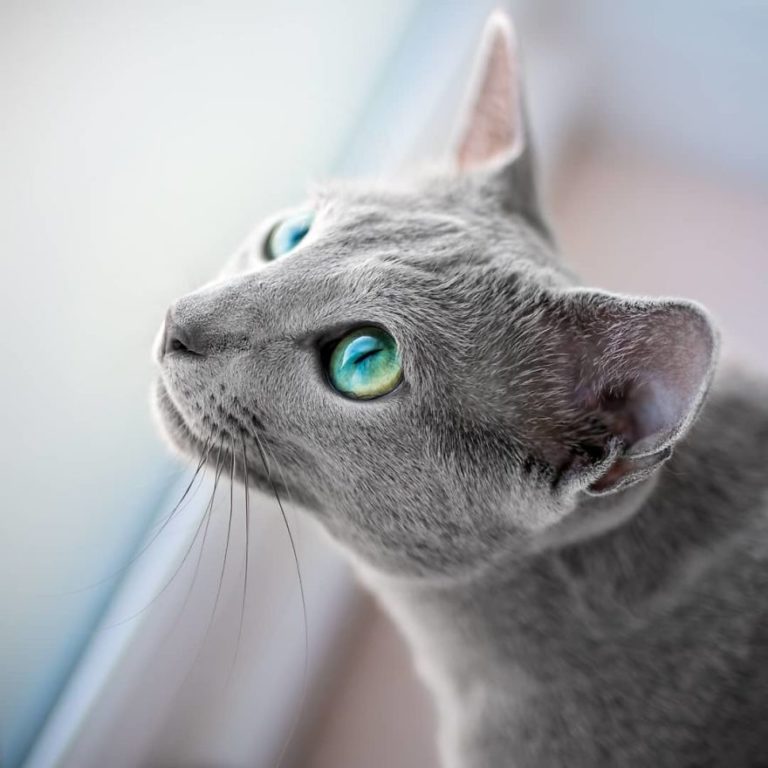 These Beautiful Russian Blue Cats Have The Most Mesmerizing Eyes