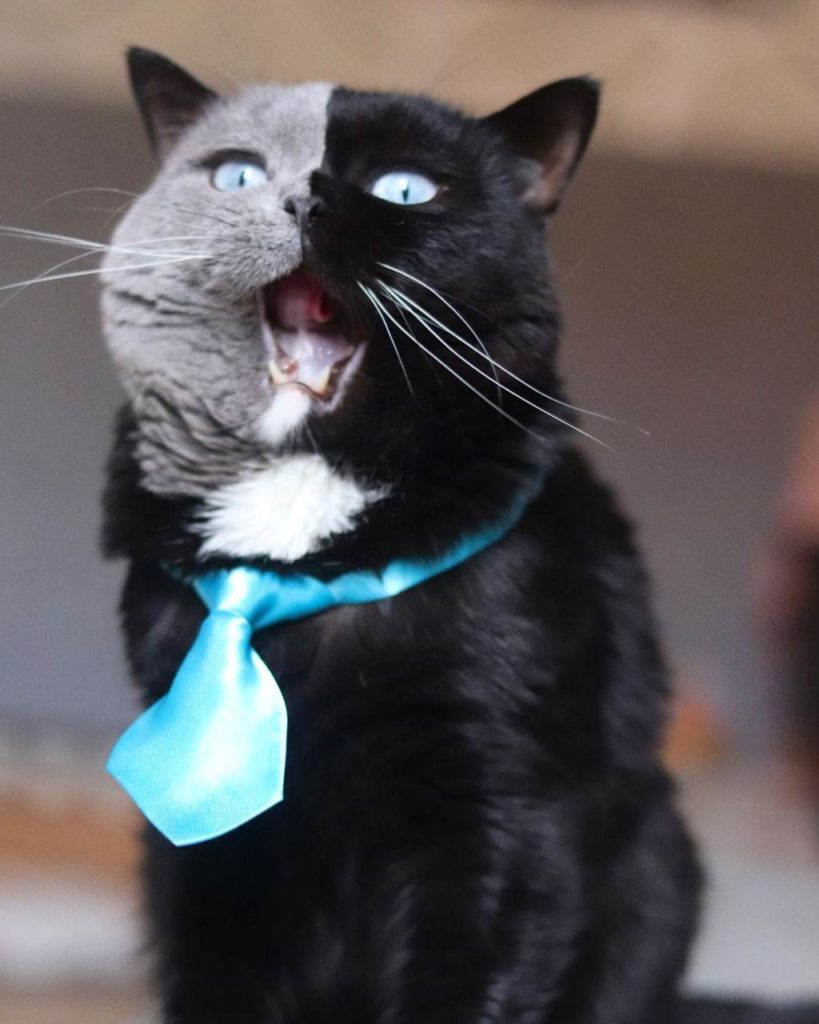Cat With A Bicolor Face Is The Father Of Two Kittens Who Shared Their ...