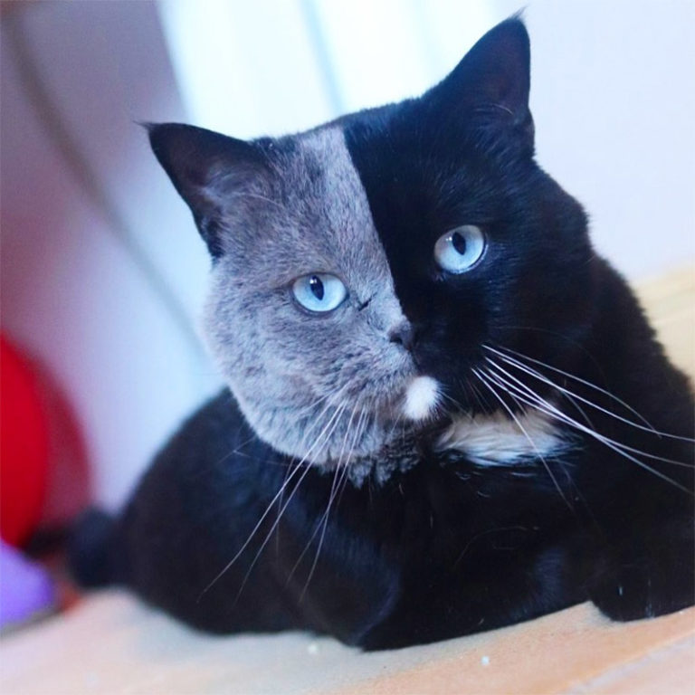 Cat With A Bicolor Face Is The Father Of Two Kittens Who Shared Their ...