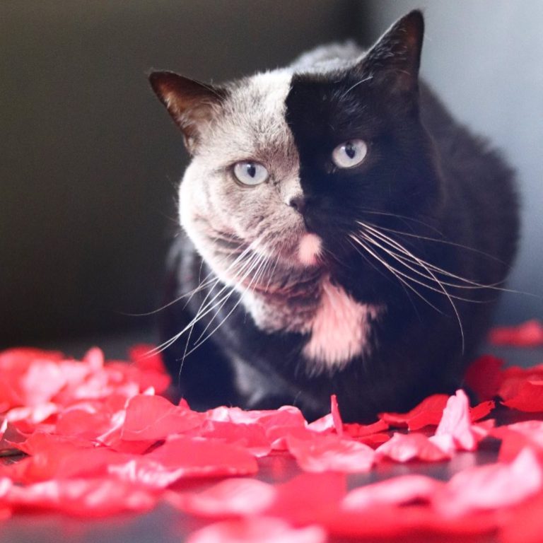 Cat With A Bicolor Face Is The Father Of Two Kittens Who Shared Their ...