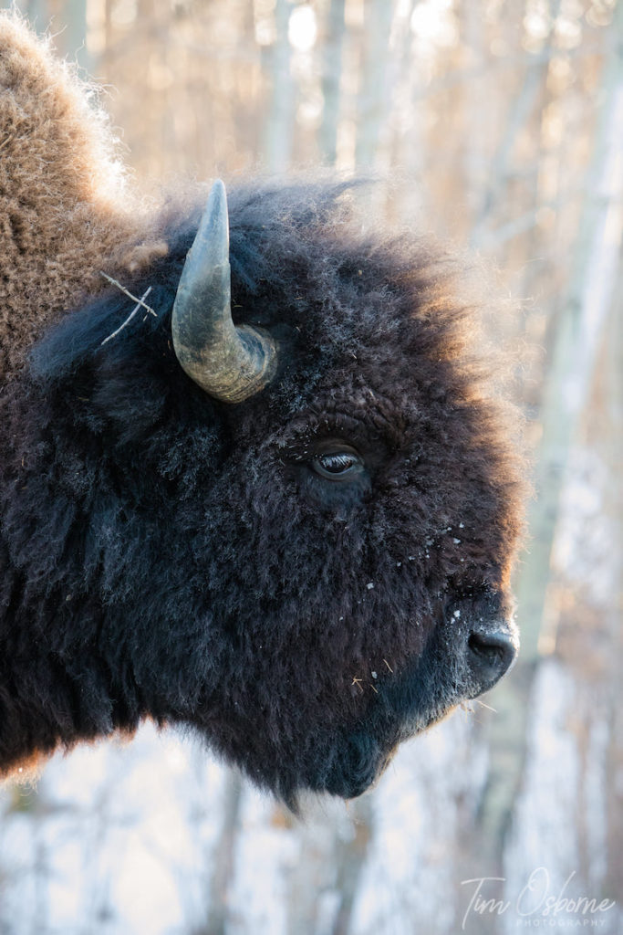 Wildlife Photographer Captures Perfect Shot of Bison Crossing Road Near ...