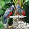 Dracula Parrots Exist And Are Probably The Most Gothic Birds In The World