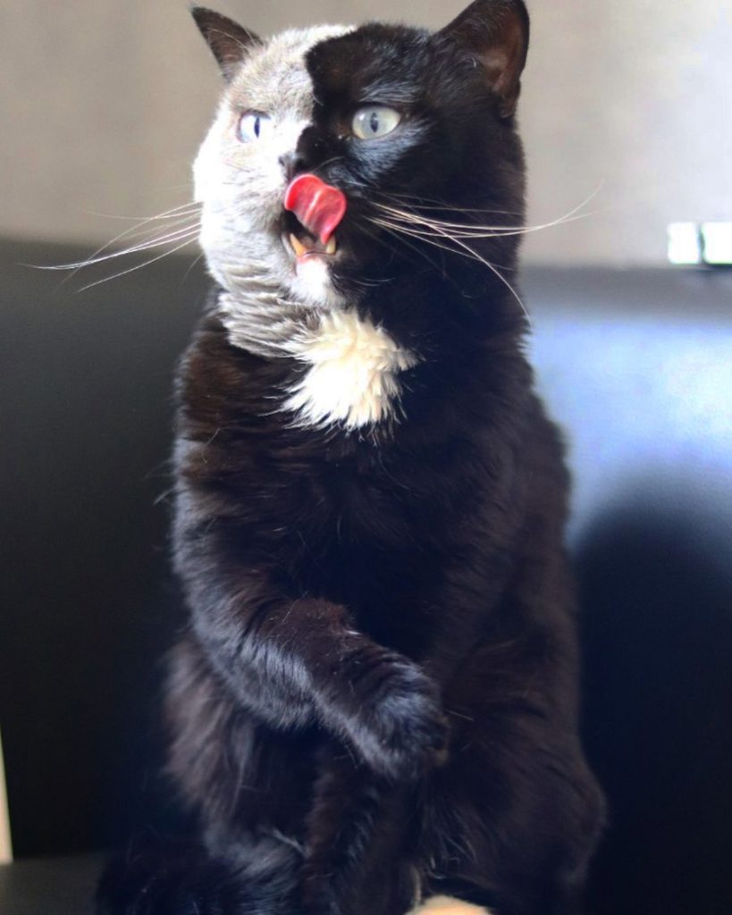 Cat With A Bicolor Face Is The Father Of Two Kittens Who Shared Their ...