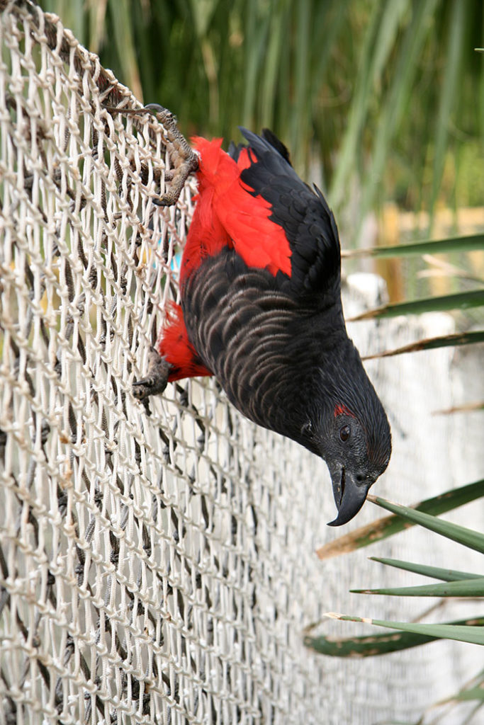 Dracula Parrots Exist And Are Probably The Most Gothic Birds In The World