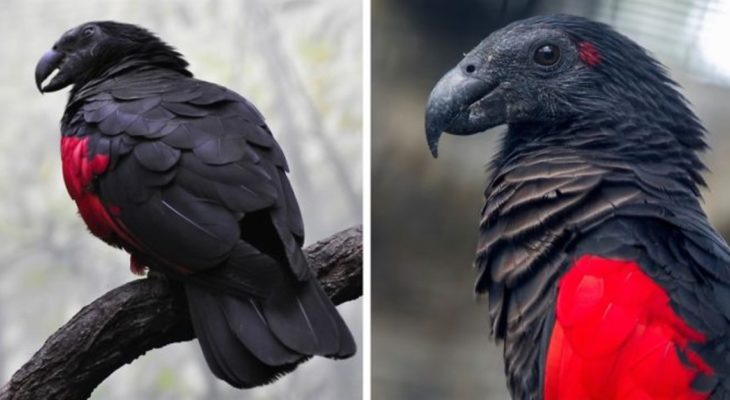 Dracula Parrots Exist And Are Probably The Most Gothic Birds In The World