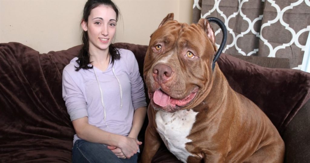 Meet The Hulk, The World’s Biggest Pitbull
