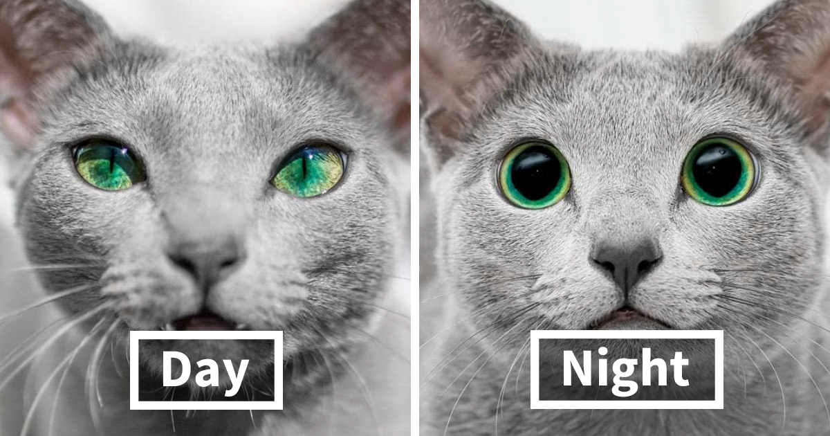 These Beautiful Russian Blue Cats Have The Most Mesmerizing Eyes