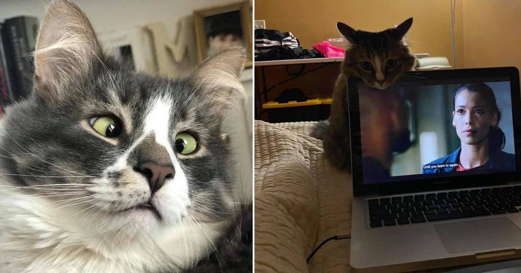 Best Cat Photos Sent To Us This Week