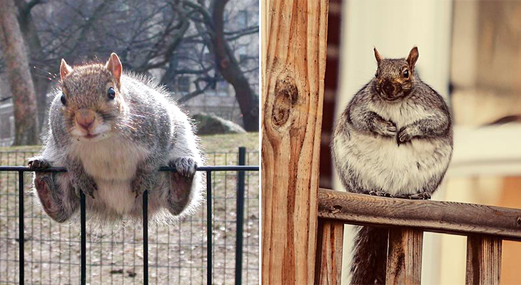 Beautiful Fat Squirrels That Overate This Winter