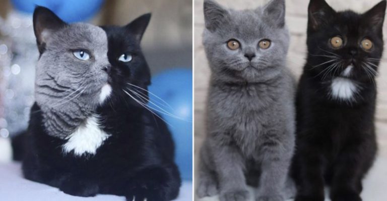 Cat With A Bicolor Face Is The Father Of Two Kittens Who Shared Their ...