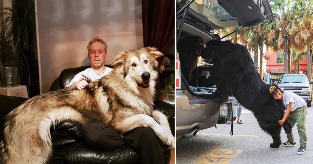 23 Hilarious Pics Show That Dogs Are Way Bigger Than Their Owners