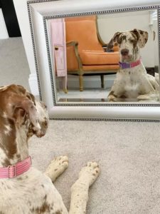 15+ Dogs Discovered Mirrors For The First Time And Their Reactions Are ...