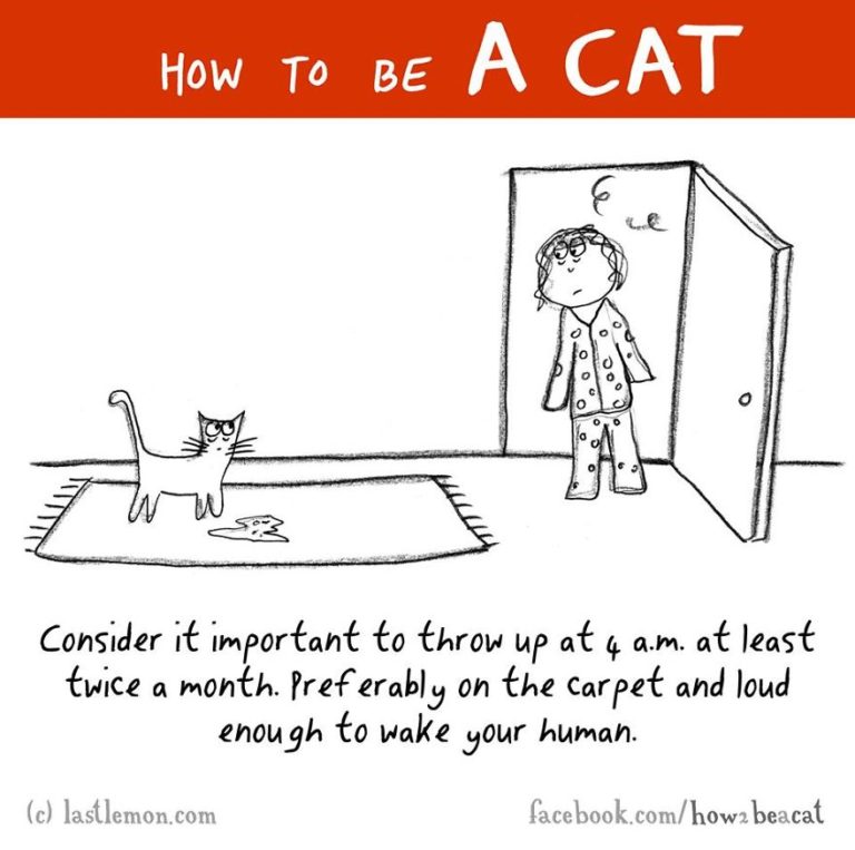 Artist Illustrates Cat Life With “How To Be A Cat” Comics (35 Pics)