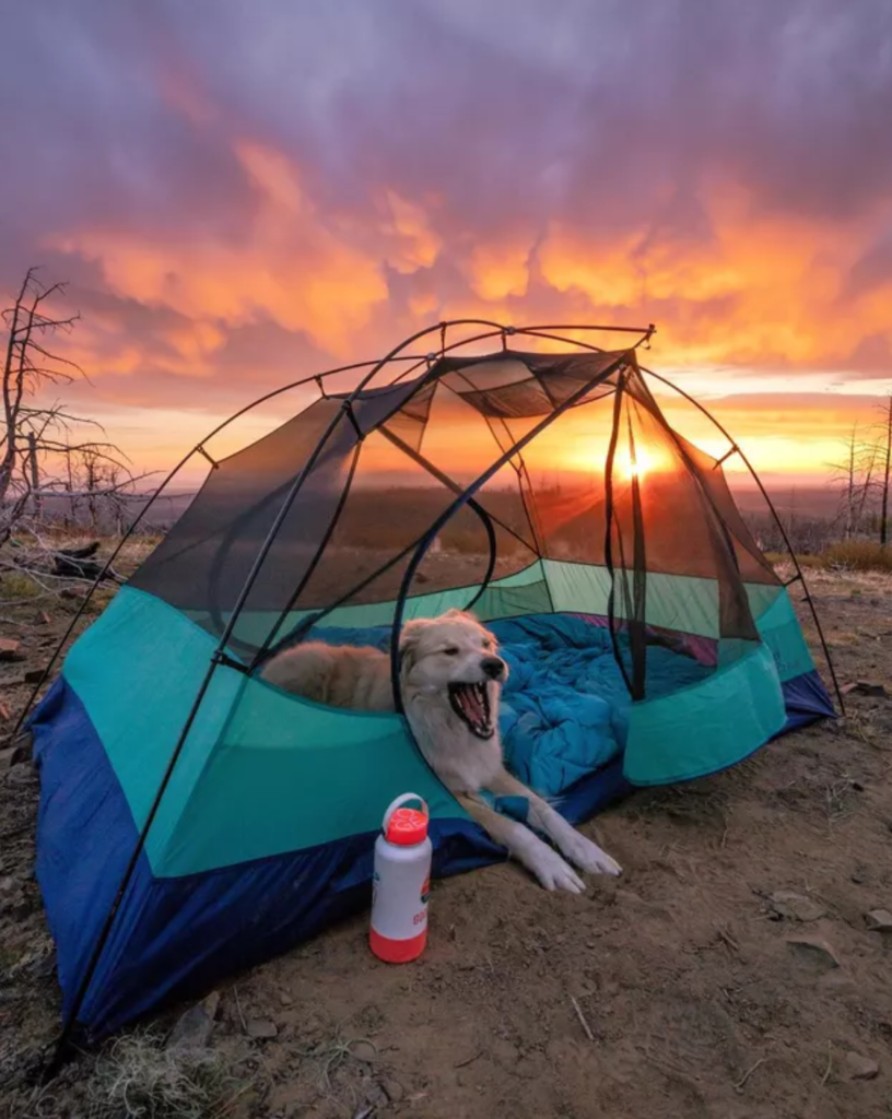 23 Photos Of Dogs Who Are Excited To Go Camping