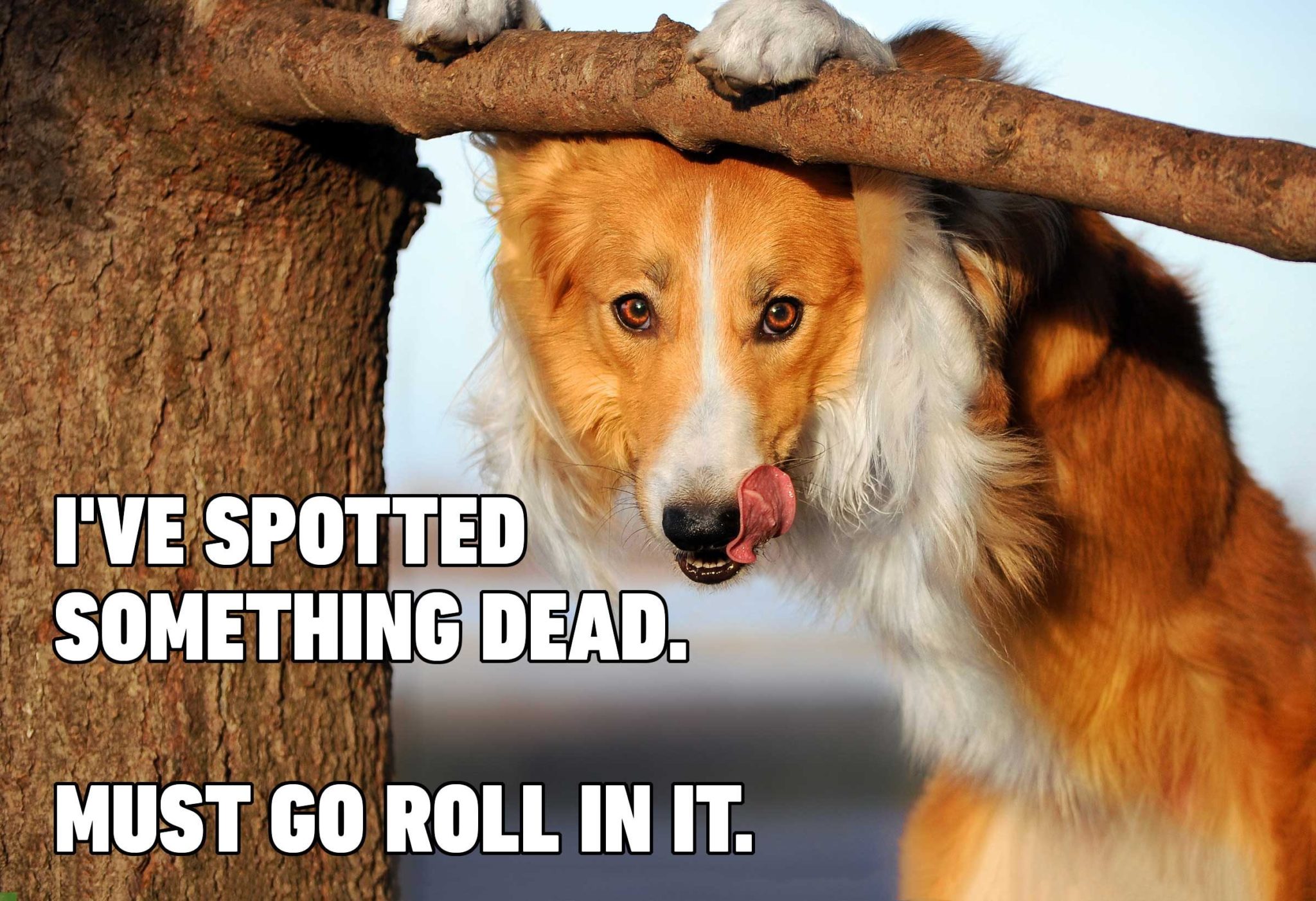 15 Hilarious Dog Memes You’ll Laugh at Every Time