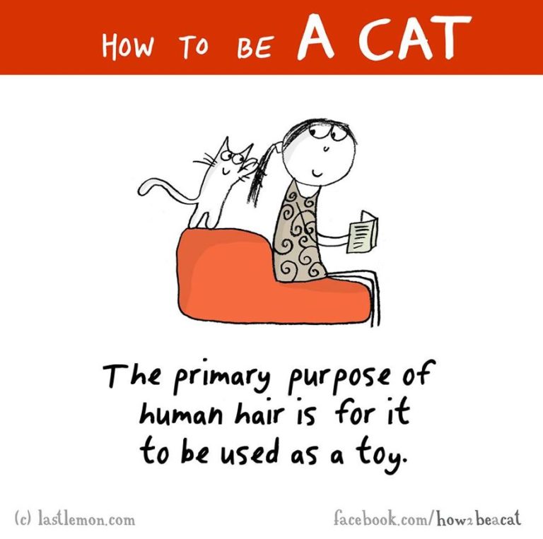 Artist Illustrates Cat Life With “How To Be A Cat” Comics (35 Pics)