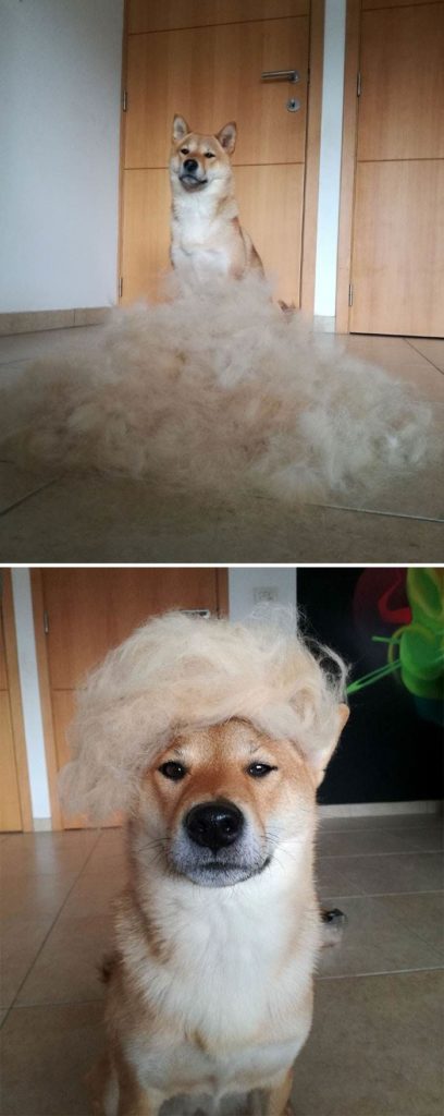 The Greatest Collection of Shiba Inu Moments Caught On Camera Ever