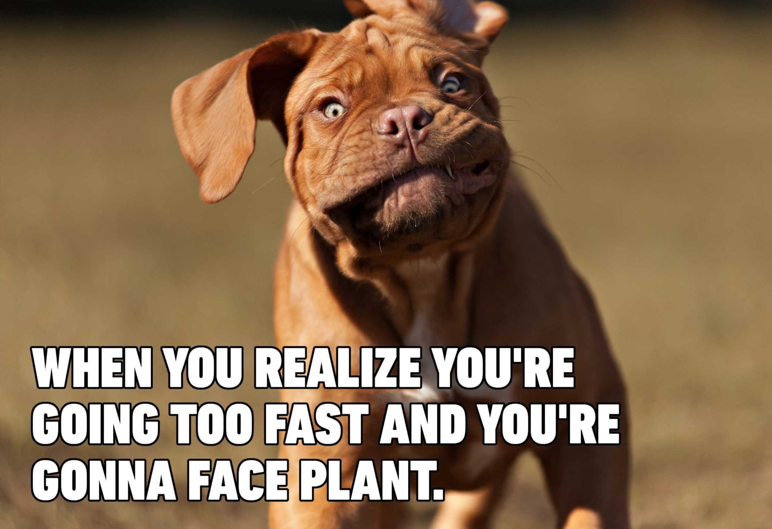 15 Hilarious Dog Memes You’ll Laugh at Every Time