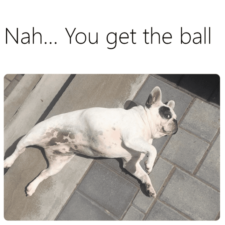 Hilariously Relatable Doggo Memes That Hits Too Close To Home