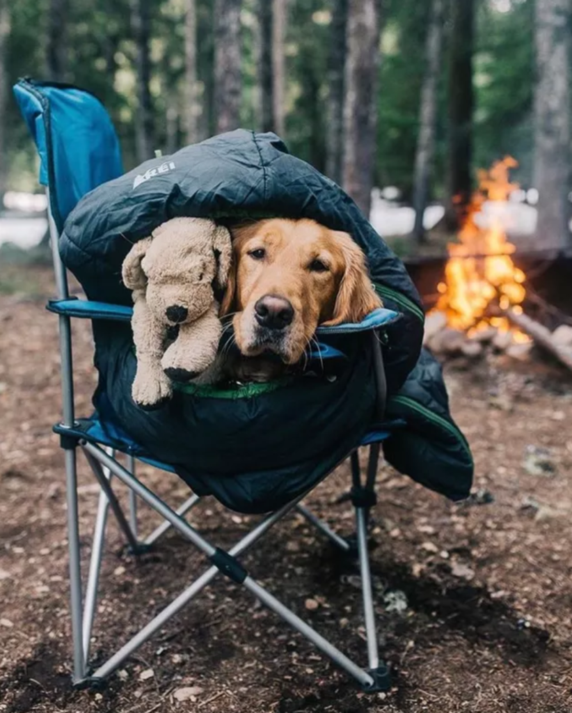 23 Photos Of Dogs Who Are Excited To Go Camping