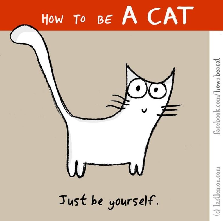 Artist Illustrates Cat Life With “How To Be A Cat” Comics (35 Pics)