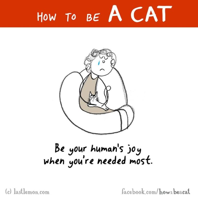 Artist Illustrates Cat Life With “How To Be A Cat” Comics (35 Pics)