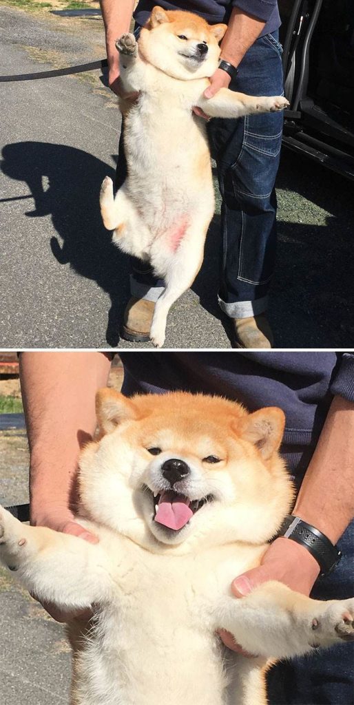 The Greatest Collection of Shiba Inu Moments Caught On Camera Ever