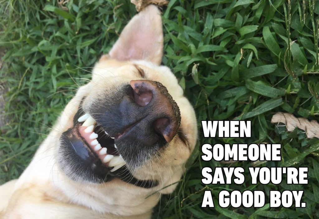 15 Hilarious Dog Memes You’ll Laugh at Every Time