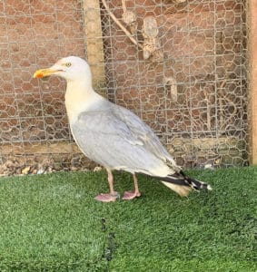People Rescue ‘Exotic’ Bird That Couldn’t Fly, Turns Out It’s A Seagull ...