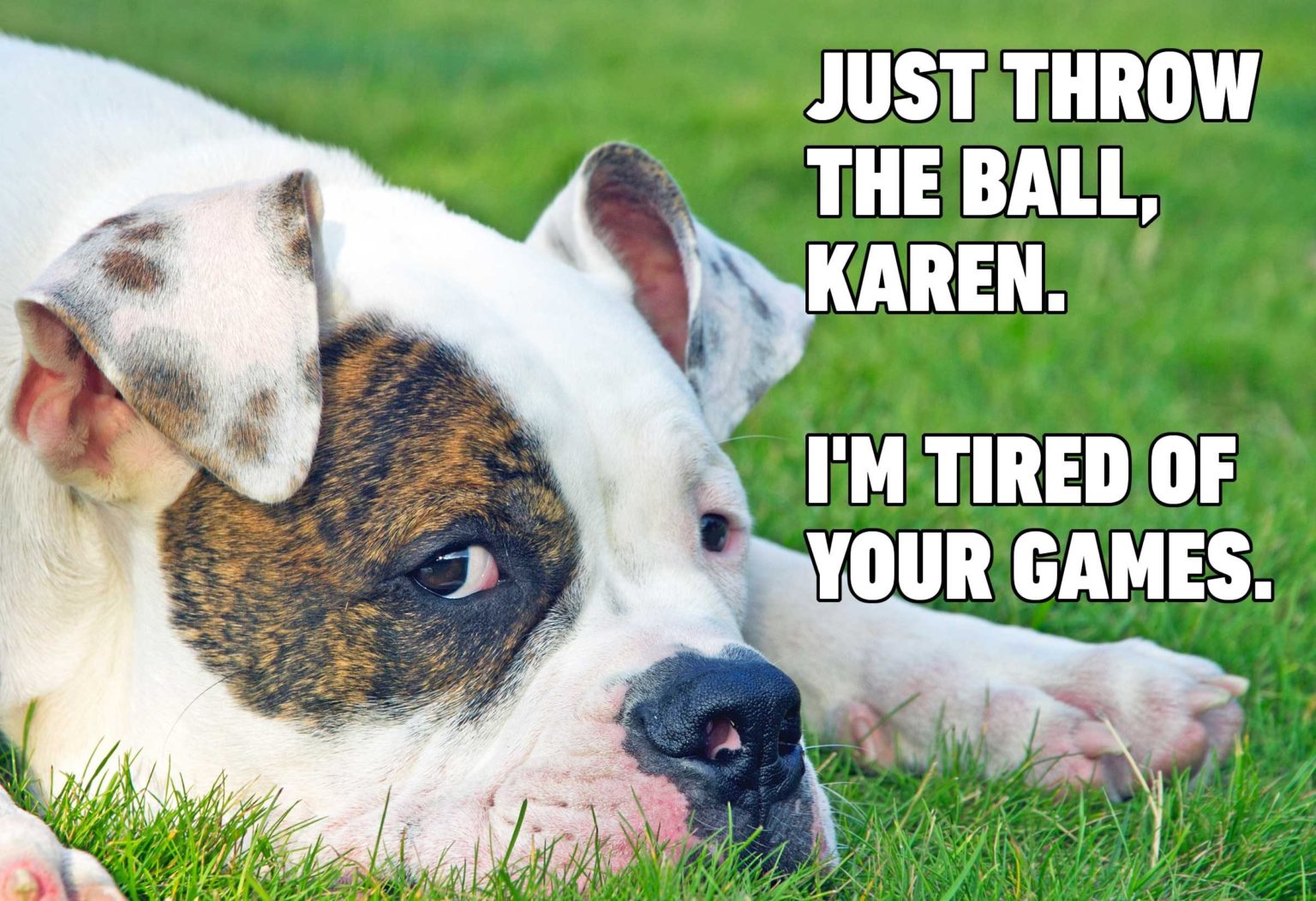 15 Hilarious Dog Memes You’ll Laugh at Every Time
