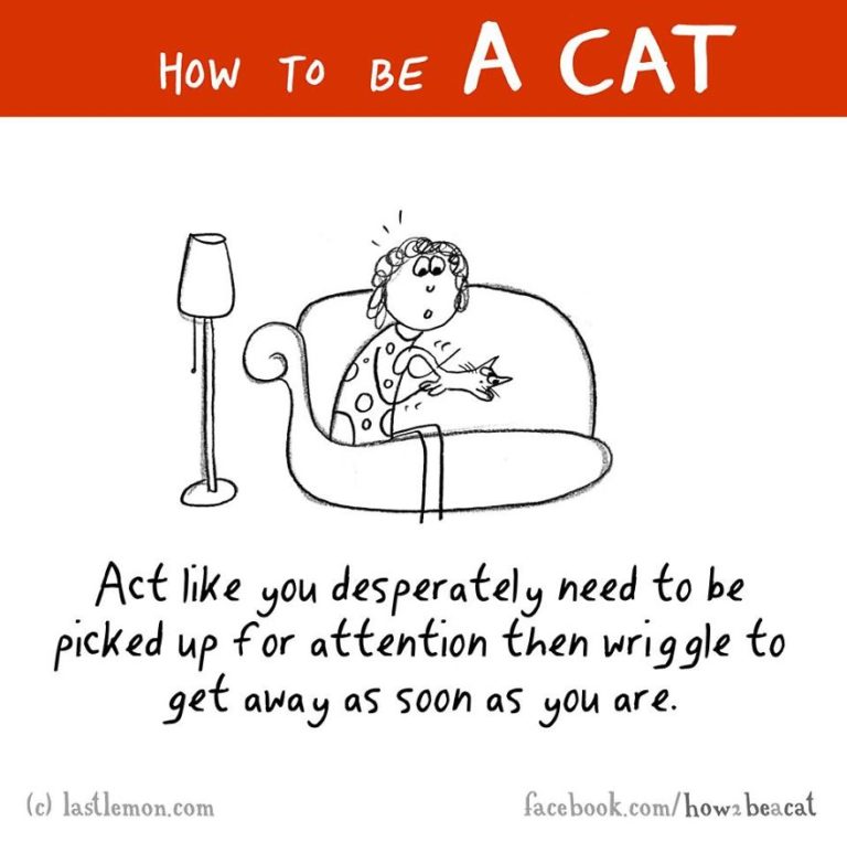 Artist Illustrates Cat Life With “How To Be A Cat” Comics (35 Pics)