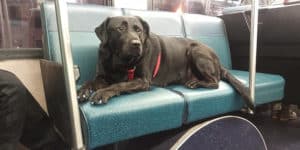 Dog Rides The Bus Every Day All By Herself With Her Own Bus Pass ...