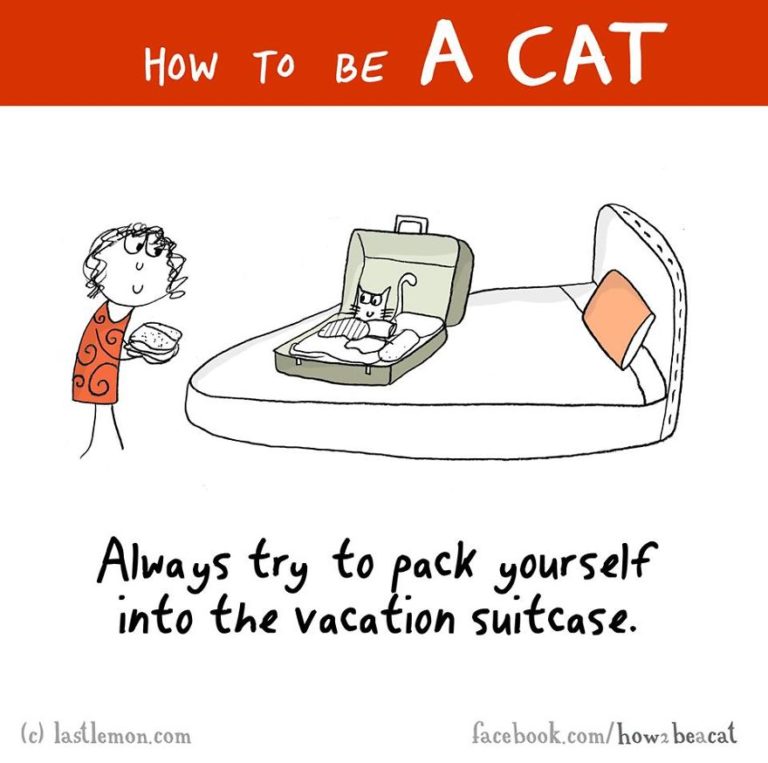 Artist Illustrates Cat Life With “How To Be A Cat” Comics (35 Pics)