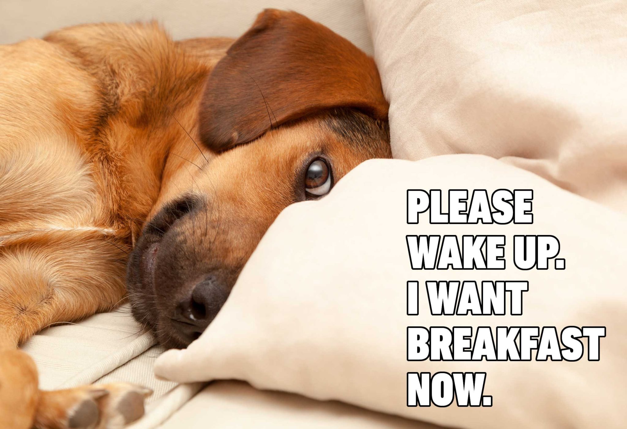 15 Hilarious Dog Memes You’ll Laugh at Every Time