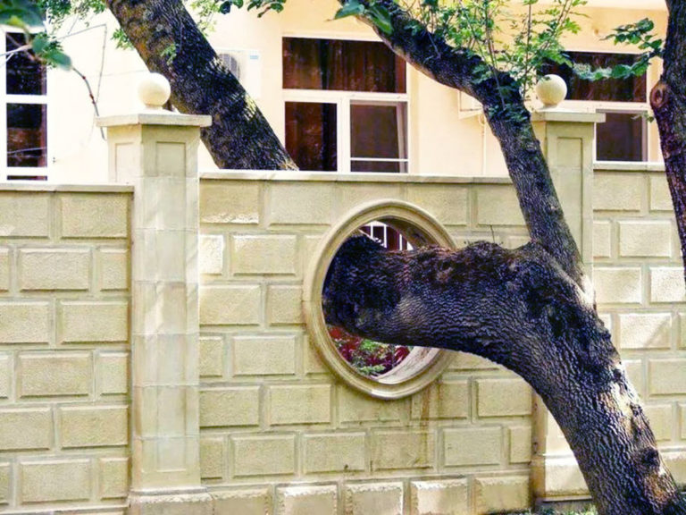 12 Architects Who Build Houses Around Trees Instead Of Cutting Them