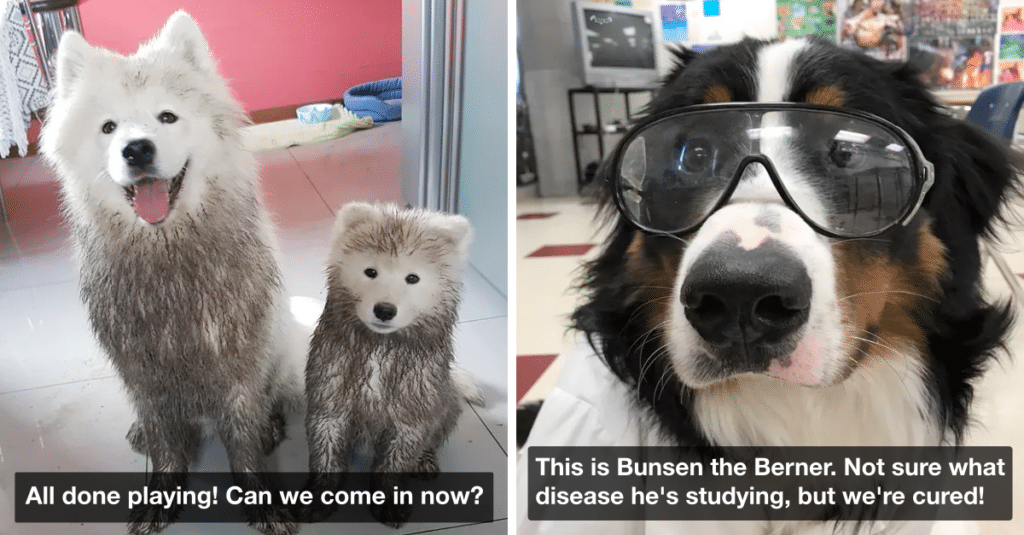 21 Wholesome Examples Of Doggos Being Best Goodest Boys