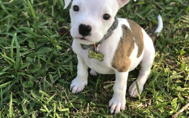 21 Puppies That Are Too Cute To Be Real | Hiptoro