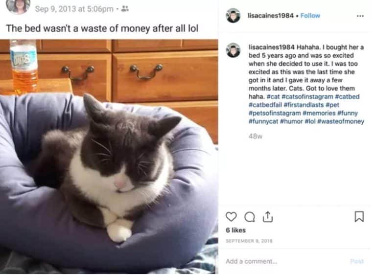 19 Hilarious Bed Fails That Prove Cats Do What They Want