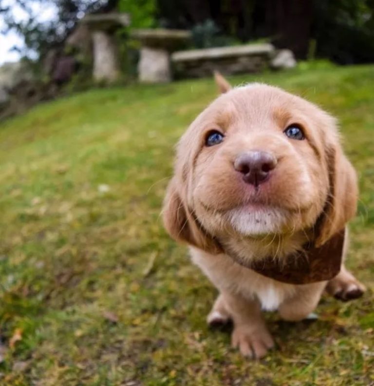 21 Puppies That Are Too Cute To Be Real