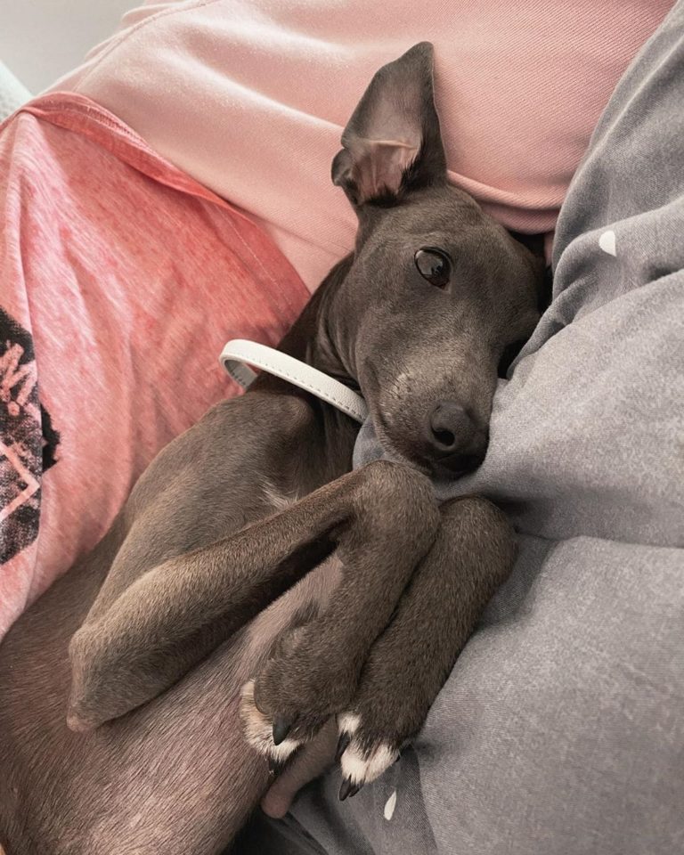 18 Photogenic Pets Who Could Easily Outshine Any Instagram Model