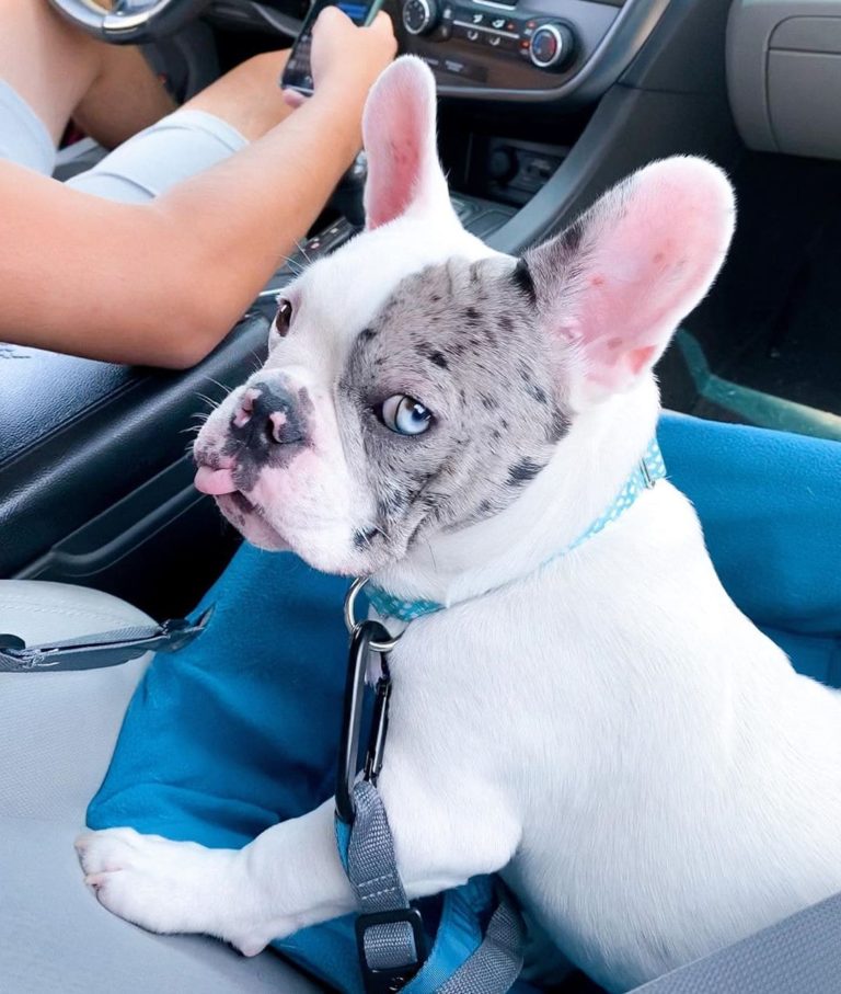 18 Photogenic Pets Who Could Easily Outshine Any Instagram Model