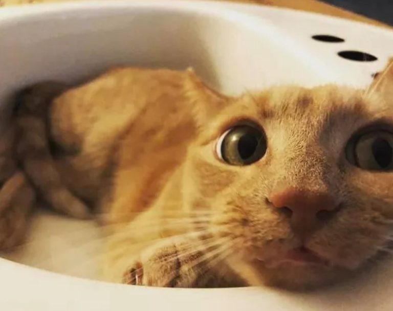 19 Hilarious Bed Fails That Prove Cats Do What They Want